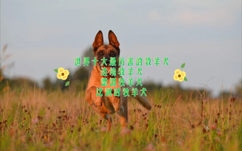 世界十大最厉害的牧羊犬边境牧羊犬、德国牧羊犬、比利时牧羊犬