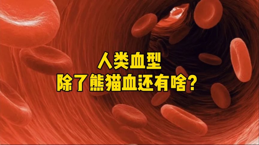 人类有30余种血型,熊猫血只是其一,看到视屏的你是什么血型呢?