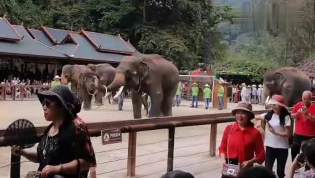 大象表演视频,聪明的大象,表演的真有意思