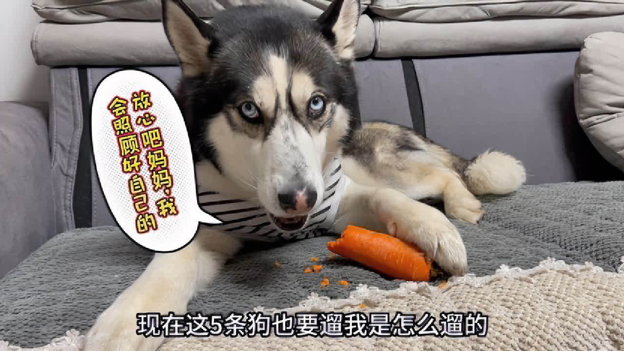 当主人感染新冠后,家里的狗狗会有啥反应?看完心里一阵心酸!