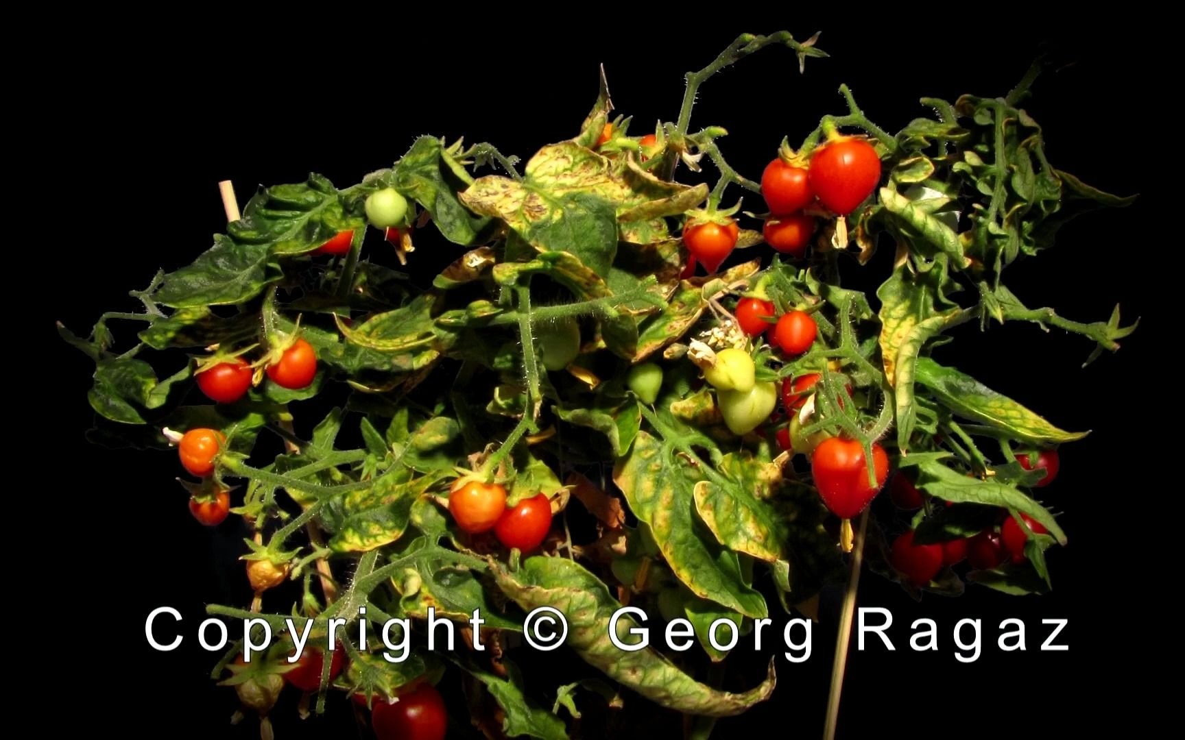 矮生番茄生长记录,Growing Mini Tomatoes Timelapse