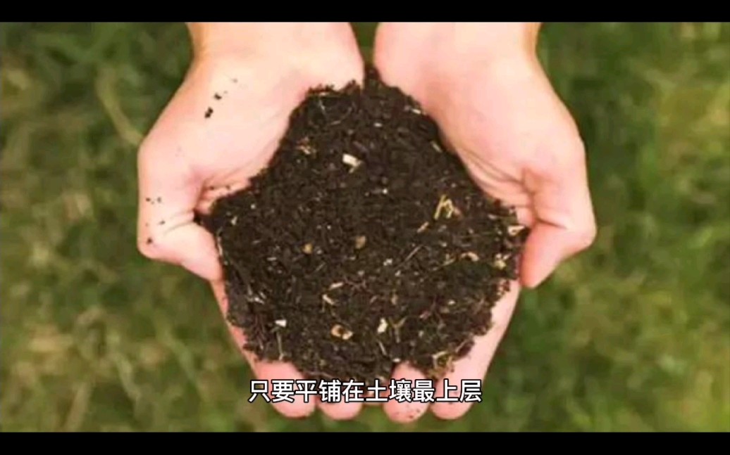 咖啡渣千万别倒掉,有妙用!