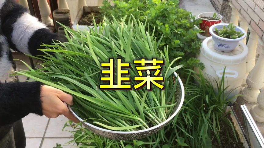 最简单的韭菜种植方法——一年四季都有韭菜吃,太划算了#