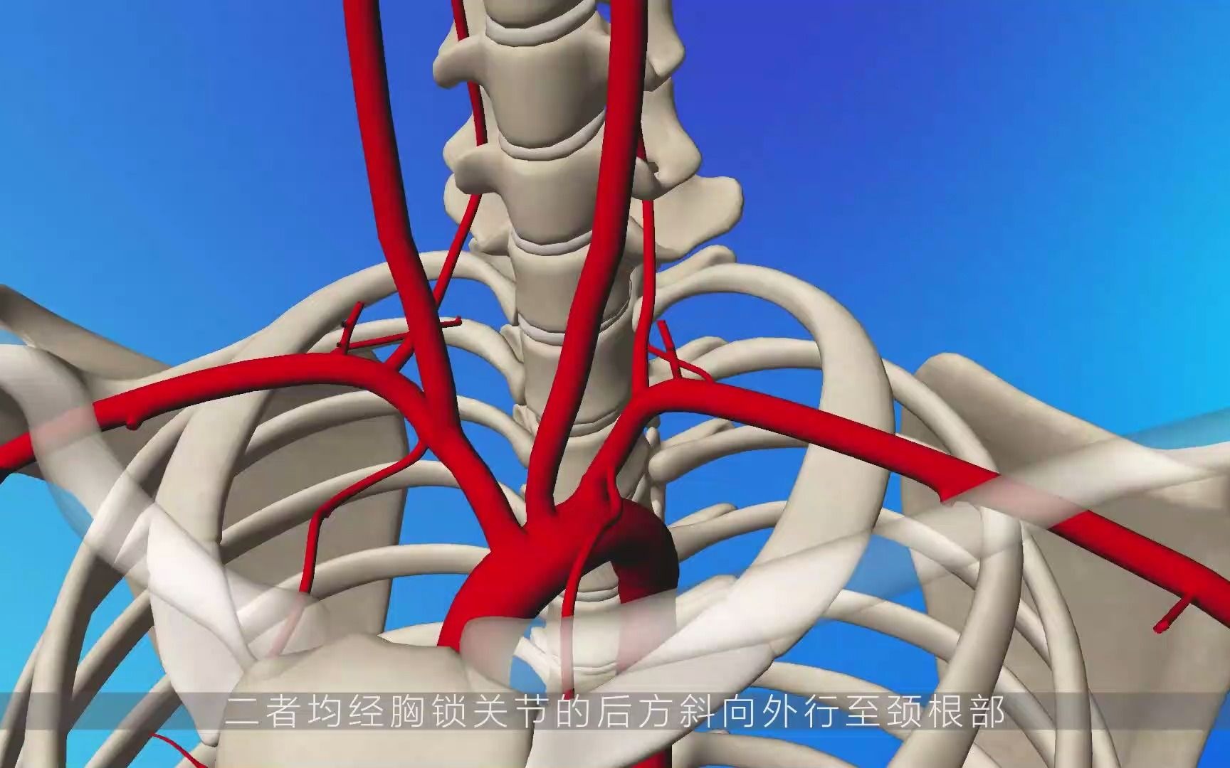 医学视频:3D人体——血管,锁骨下动脉