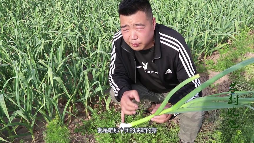 蒜苔好吃,它是怎么长出来的你知道吗?农民晓旭带你去看看