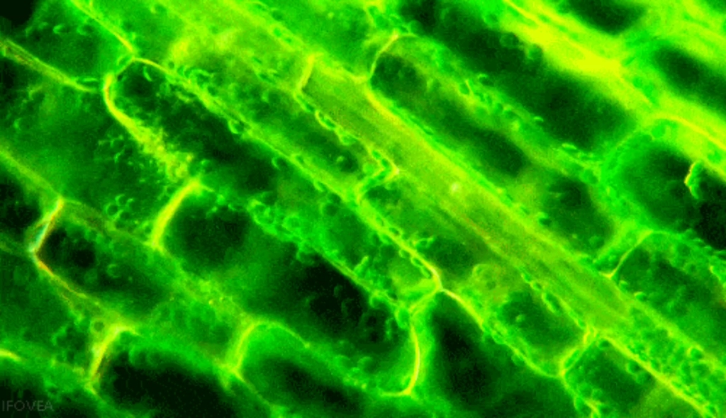 #高考#高中生物#细胞质流动