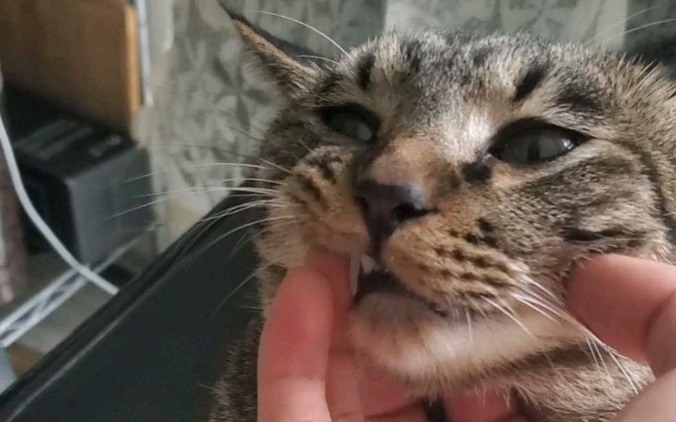 猫徳学院优秀毕业生与肄业生的差别