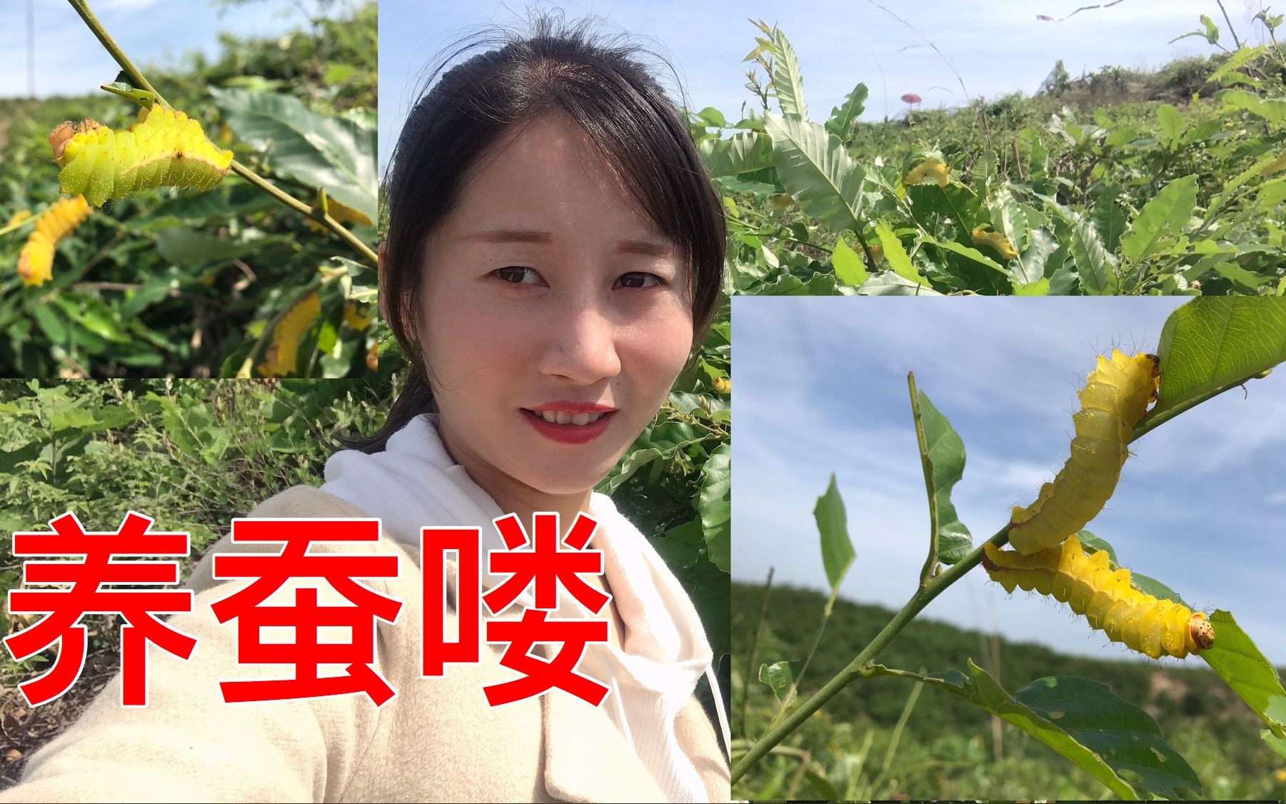 河南省养柞蚕产量最多的县:2000年被誉为“中国柞蚕之乡”!这个地方...