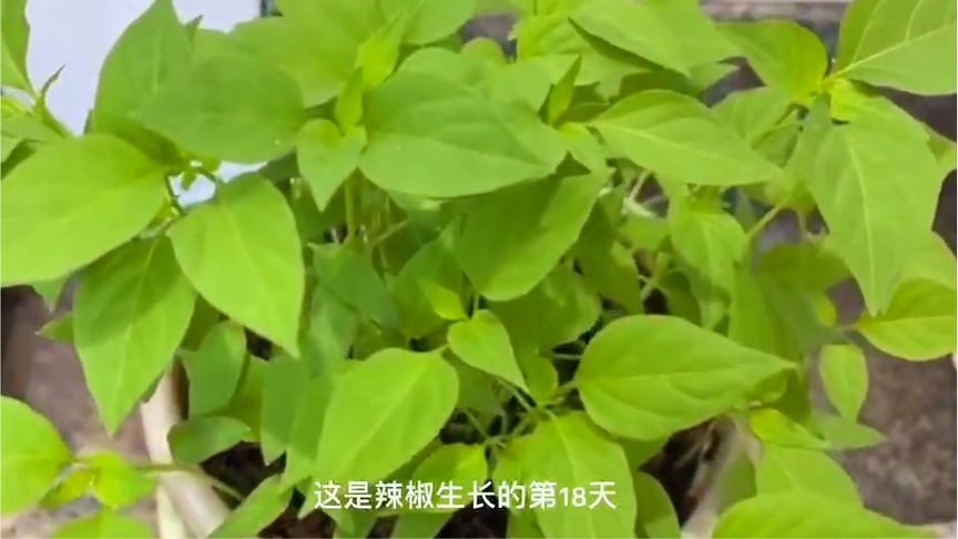 辣椒生长周期18天