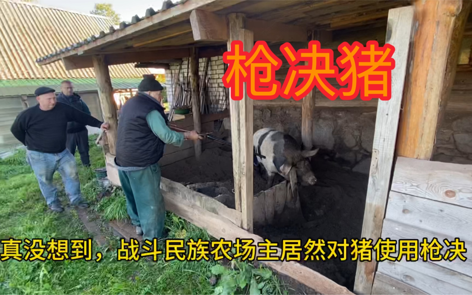 中国女婿在俄罗斯大型生活纪录片之-枪决猪