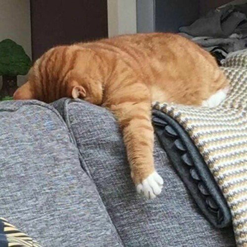 疯不觉觉觉觉觉 