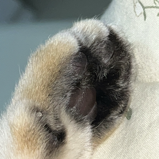 一年三个奥斯卡 