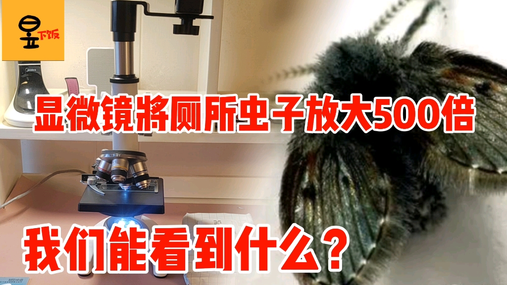 显微镜放大厕所毛濛虫500倍,我们能看到什么?昱下饭微观世界