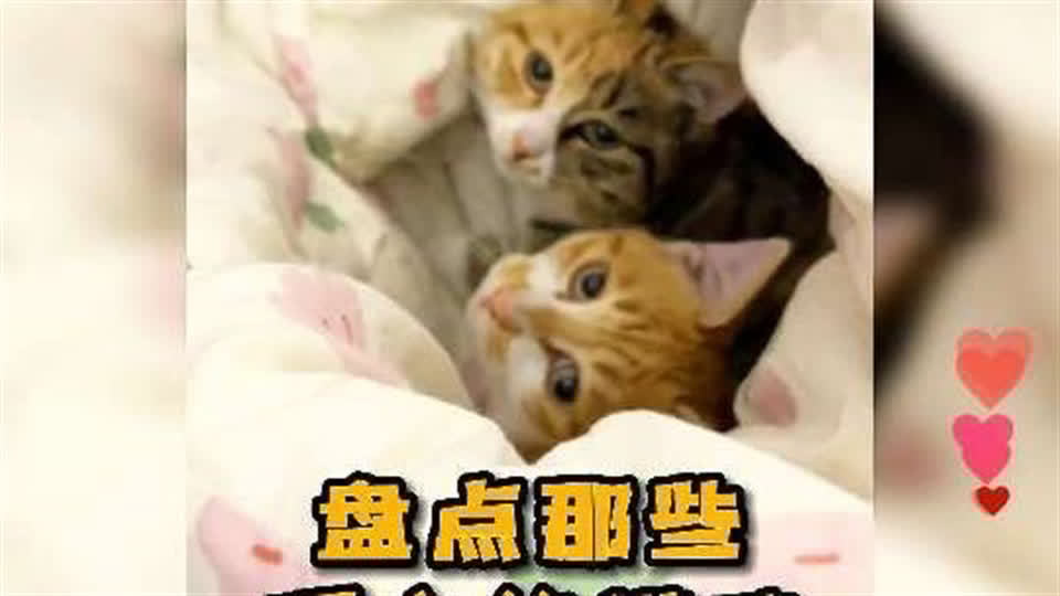 盘点那些让人暖心的猫咪。萌宠出道计划猫咪可爱到爆炸