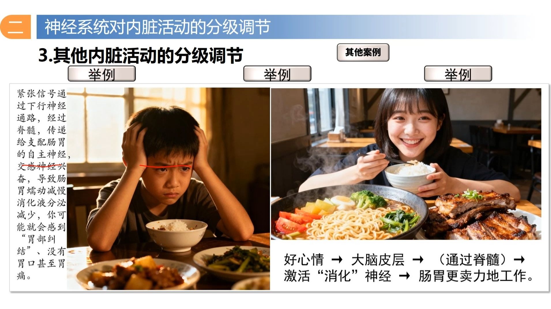 2.4神经系统的分级调节 收尾