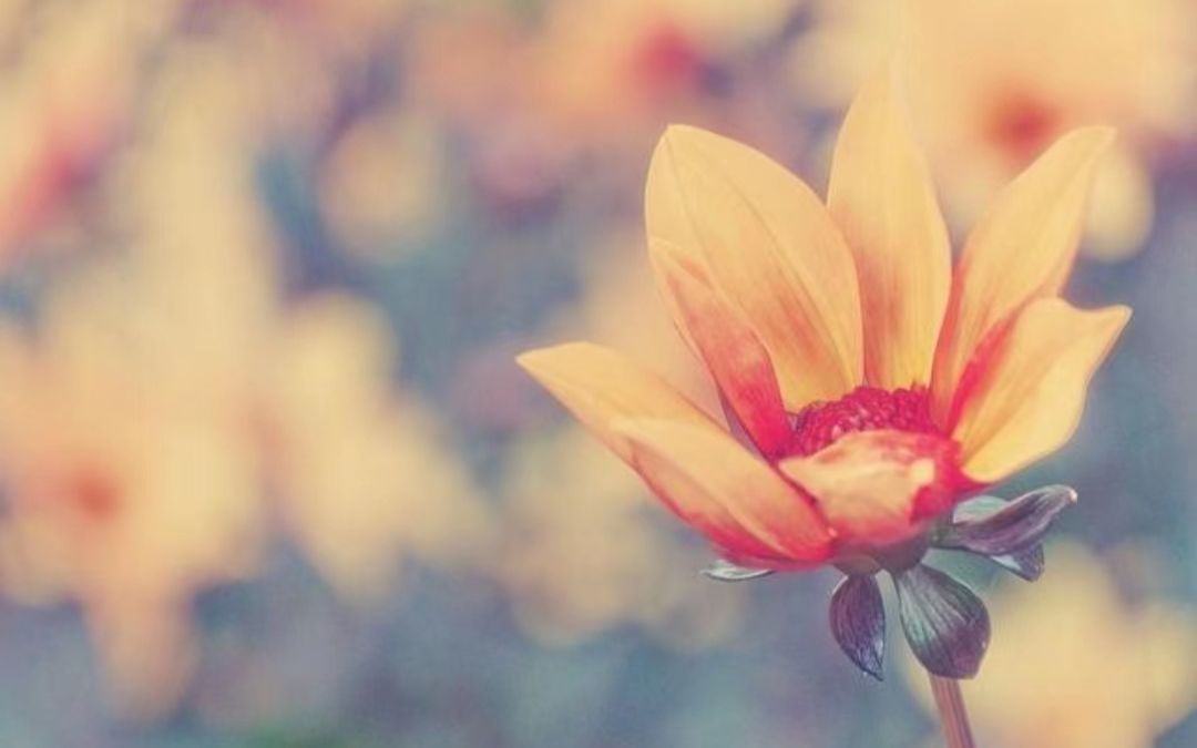 单克隆抗体的药代动力学特征