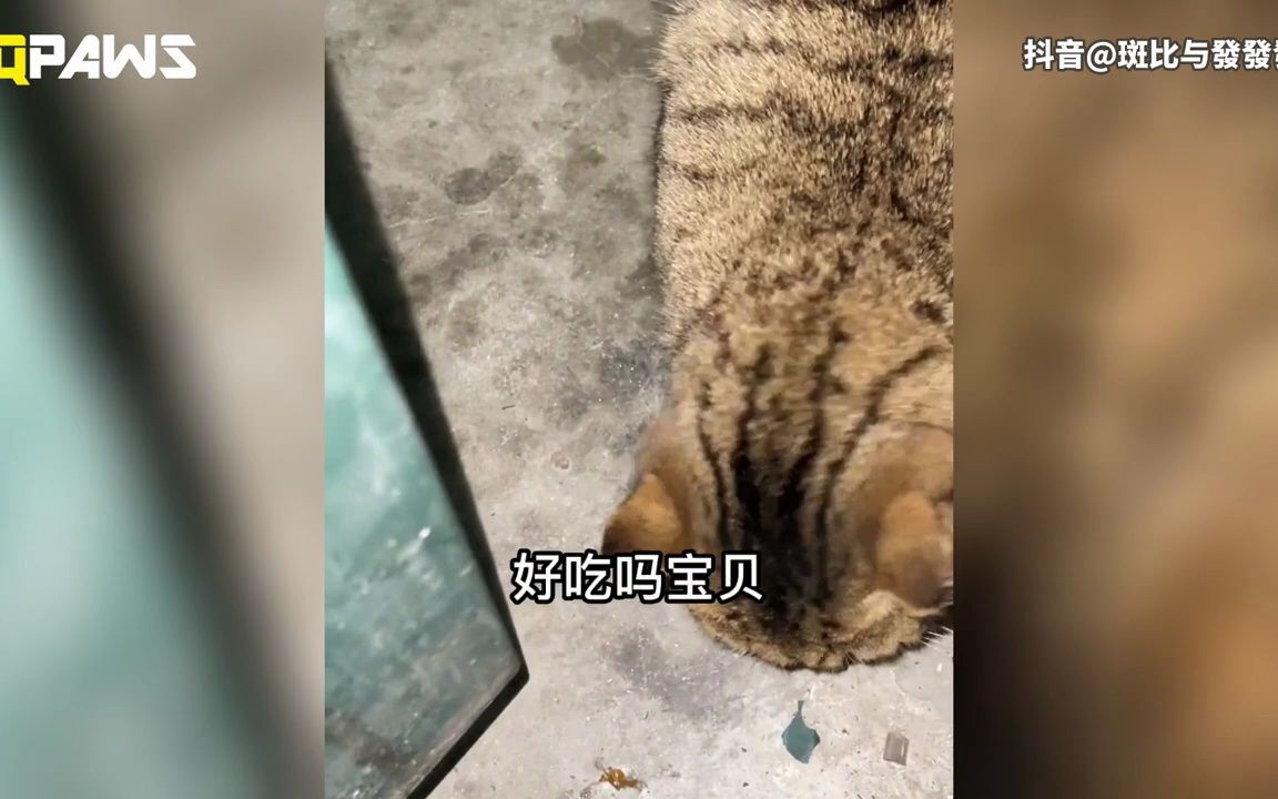 一只漂亮的流浪猫跟着女子回家,一路跟随疯狂撒娇让人无法拒绝。