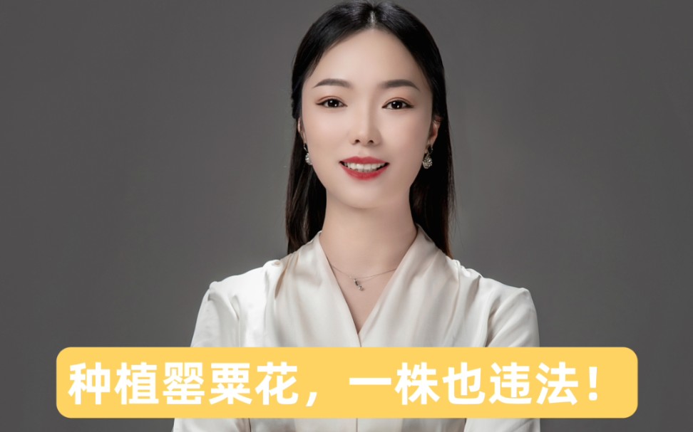 种植罂粟花,一株也违法!#曲靖律师#非法种植罂粟#禁毒律师说#普法宣传