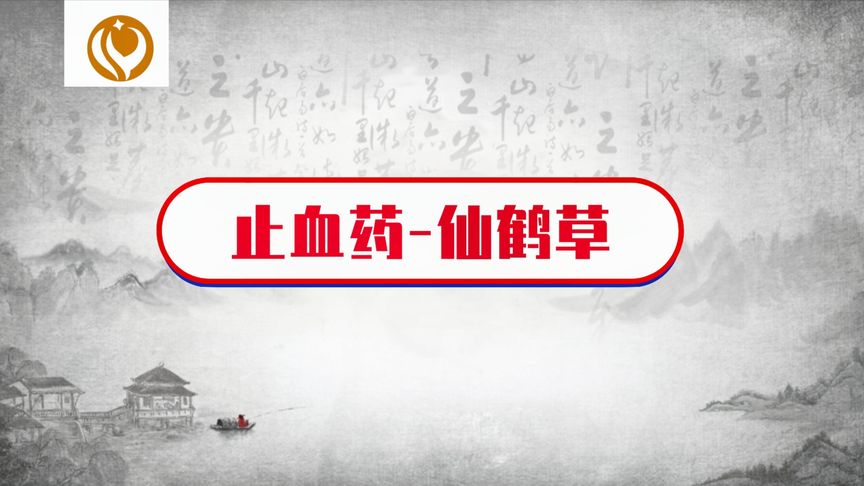中药介绍|止血药-仙鹤草