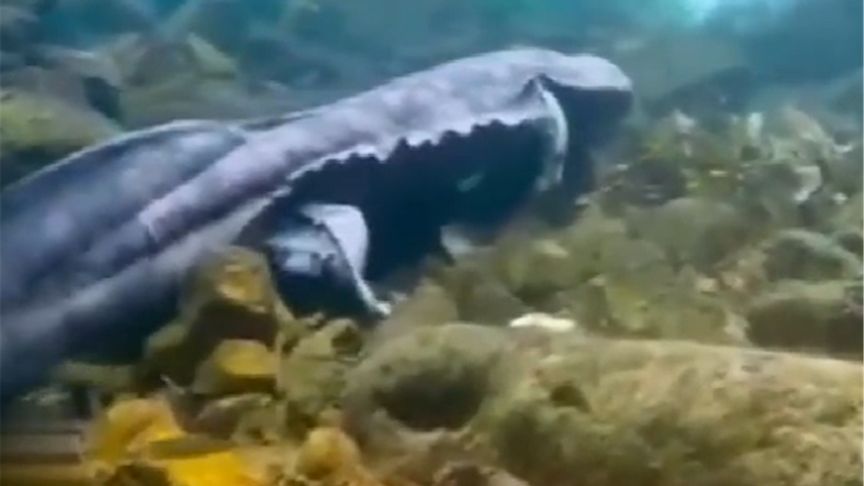 由于短而侧扁的尾巴,娃娃鱼常被误认为是鱼类,但其实是两栖动物