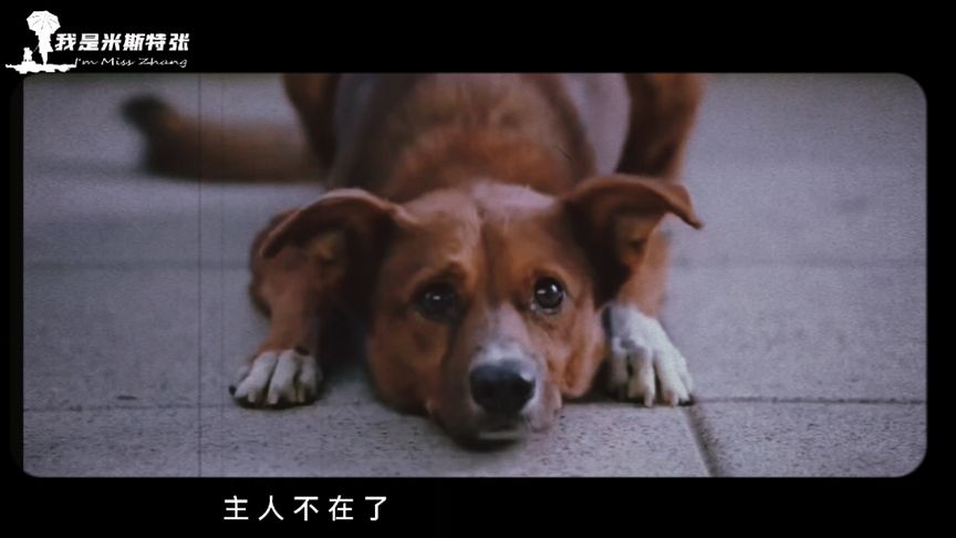 无论你在哪里,变成了什么样子,你的狗狗一定还会记得你