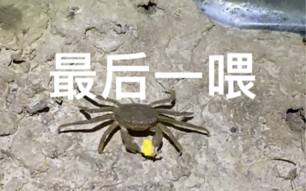 2022盘锦稻田蟹即将结束,再给螃蟹喂最后一遍!