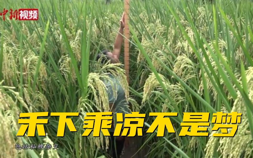 2米高巨型稻在重庆试种成功 袁隆平的“禾下乘凉梦”成真了