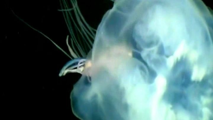 世界十大剧毒动物之首,人碰一下都必死无疑,无人敢惹