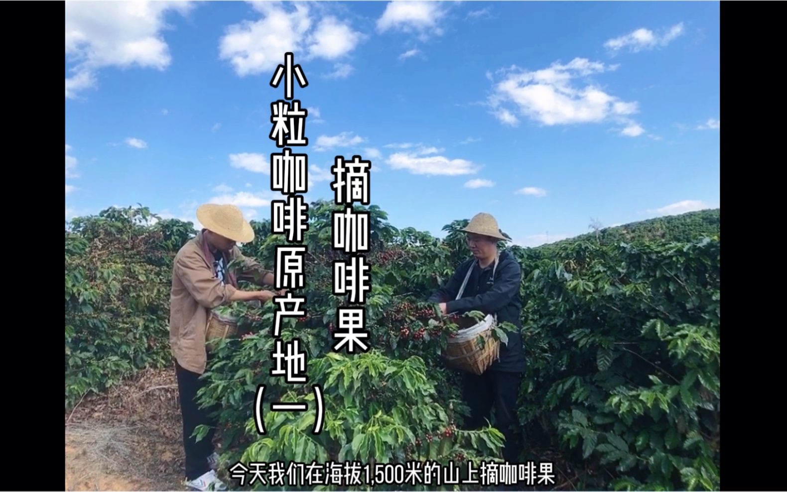 我在云南种咖啡,带你了解咖啡采摘,制作,手冲全过程