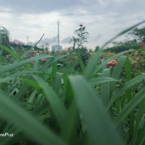 原来是弼马温吶 