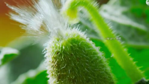 喷瓜:自然界的麻瓜窜稀界的大咖植物传播种子究竟能有多奇葩