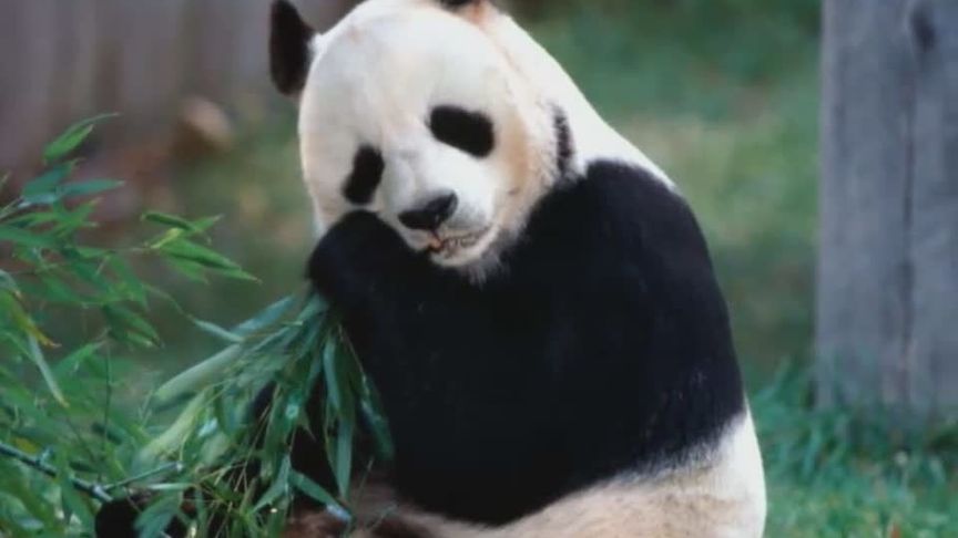 宝宝一分钟认识大熊猫