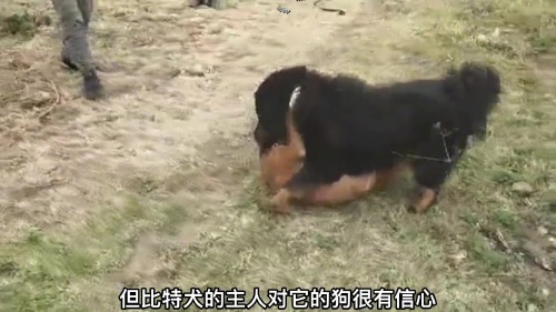 藏獒vs比特犬