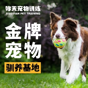重庆哮天训犬基地 
