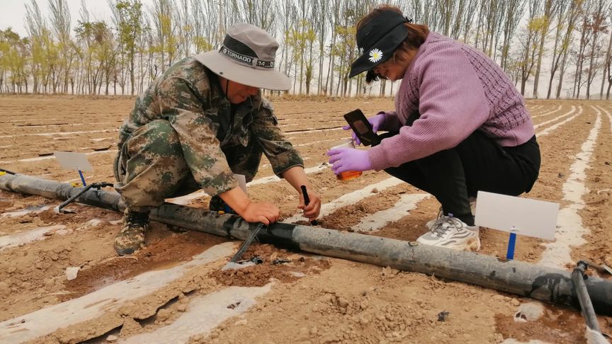 用啥方法破解长期使用膜下滴灌带来的土壤次生盐碱危害?