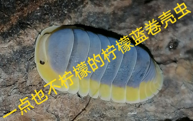 柠檬蓝鼠妇(卷壳虫)简单介绍