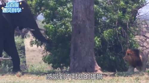 动物科学,狮群本想睡懒觉,却差点惨遭大象团灭