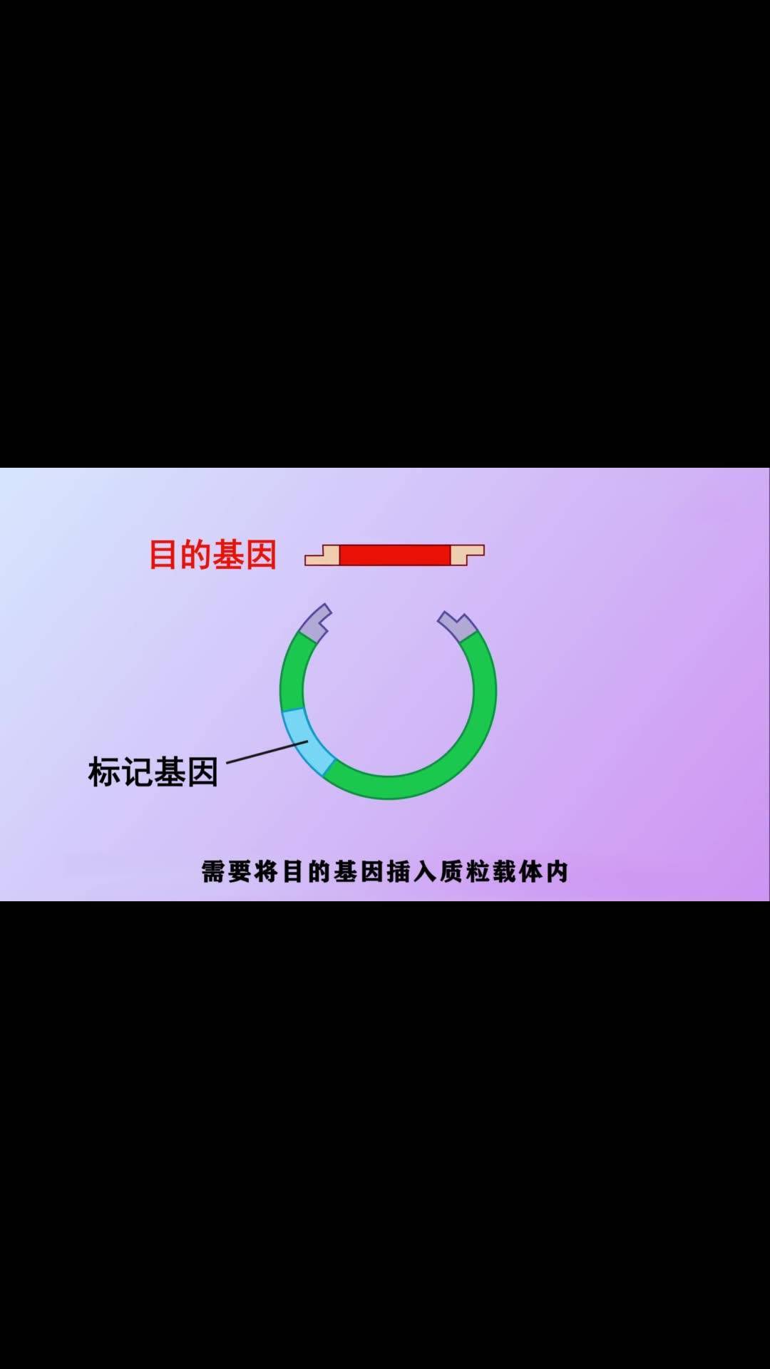 标记基因:对受体细胞进行初步筛选 #基因工程