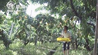 武进:雪堰水蜜桃大量上市 量减价涨