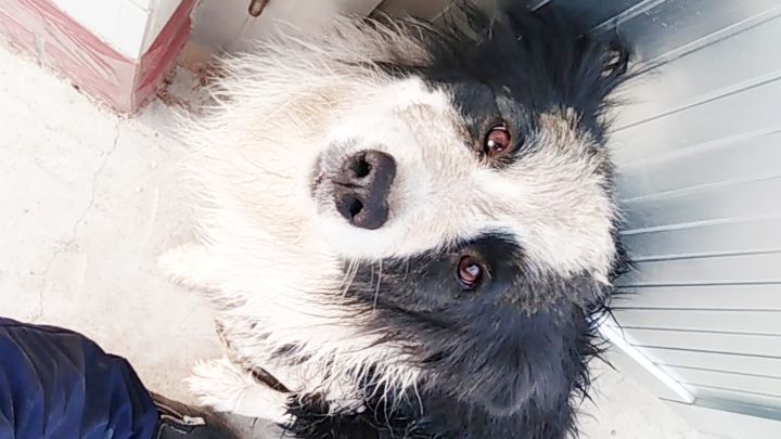 给狗狗洗澡就像打仗,大家有没有给宠物洗澡的绝望经历