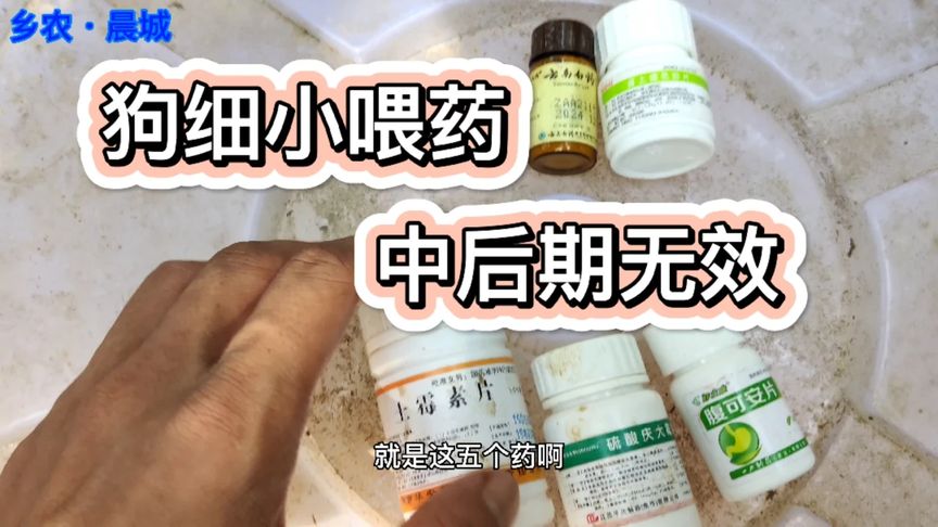 狗狗细小喂药,希望能帮助到大家。