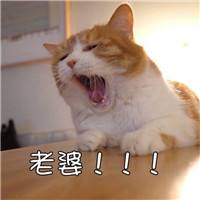 澄静萍萍 