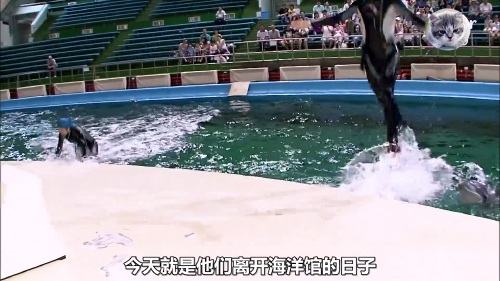 二十年后重返大海的海豚,回头的一瞬间,谁能不感动流泪呢