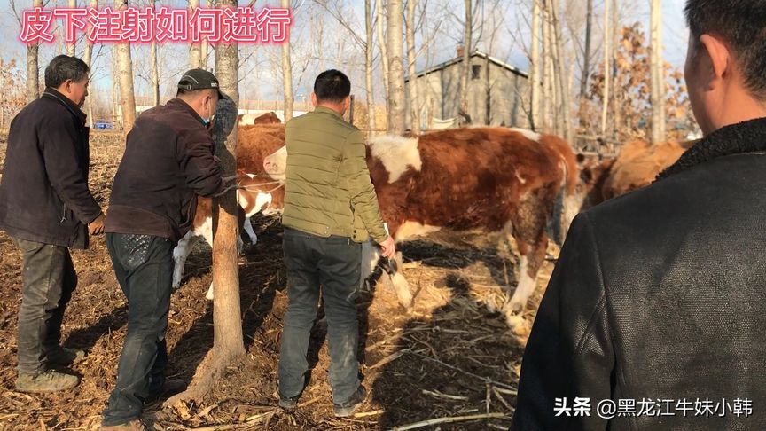 轻松搞定皮下注射,养殖户学起来!