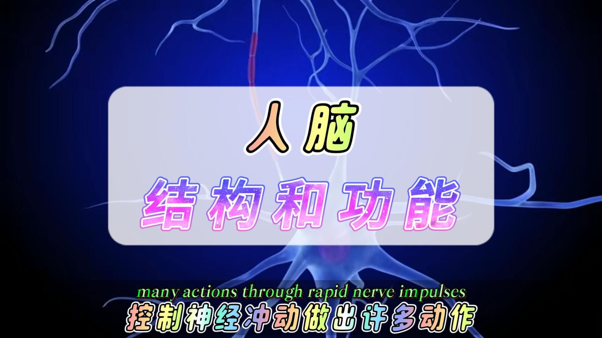 人脑的结构和功能有哪些,如何发挥作用的?