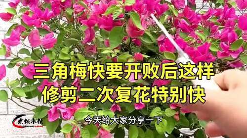 三角梅快要开败后这样修剪二次复花特别快