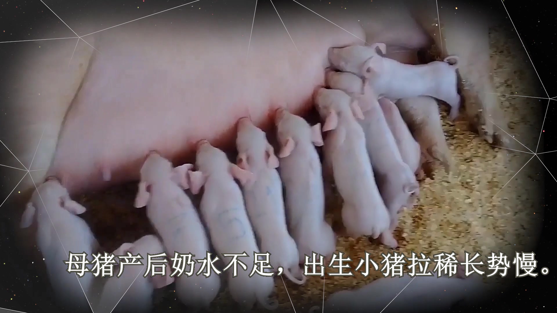 母猪断奶不吃怎么办,母猪突然没奶水怎么办,