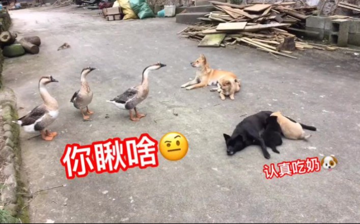 农村大鹅作死欺负小奶狗,结果被狗妈妈撵着满院子揍,太逗了!