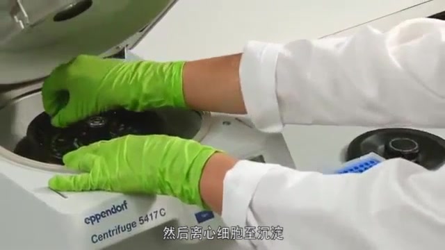 Bio-Techne 免疫印迹(WB)操作指南