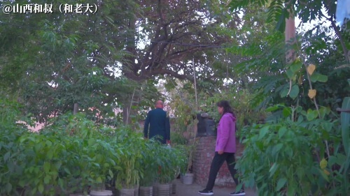秋季干燥,和叔给老母亲熬小吊梨汤喝,润肺生津,浓香甘甜,老少
